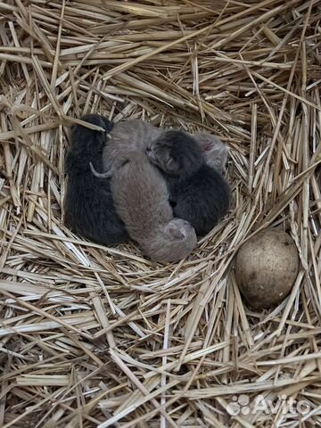 Котята в добрые руки