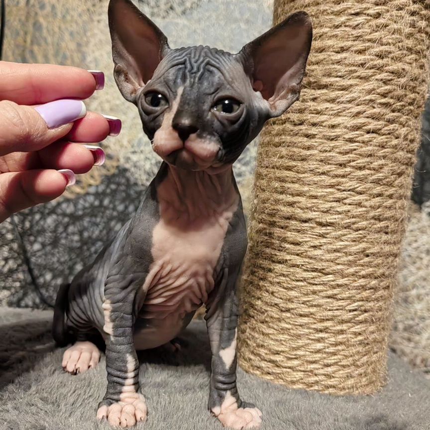 Котята сфинкс