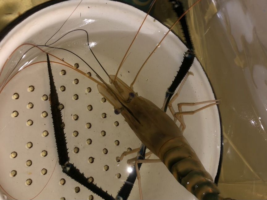 Креветка розенберга