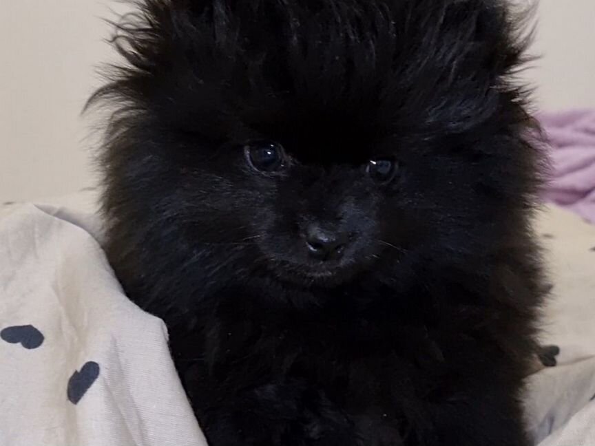 Померанский шпиц