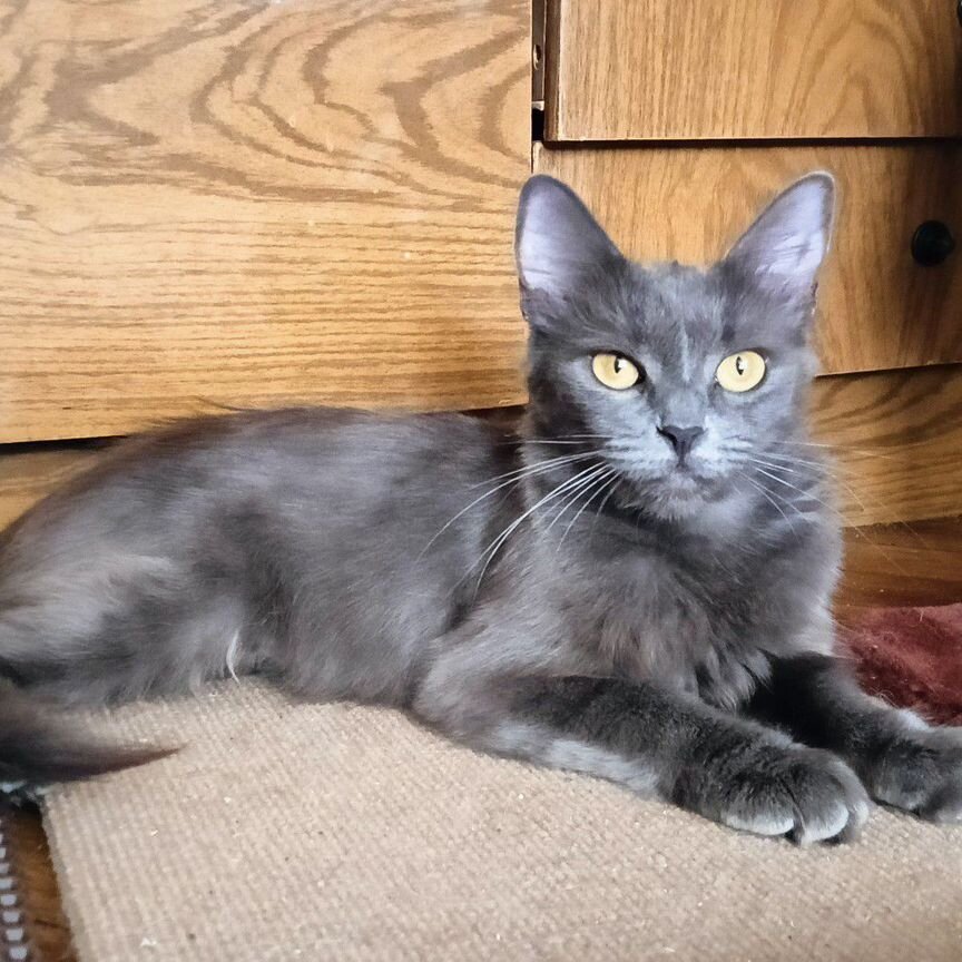 Кошка Вафля стерилизованная