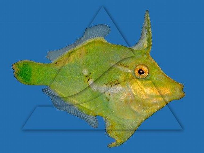 Рыба-единорог Акреихт Acreichthys tomentosus