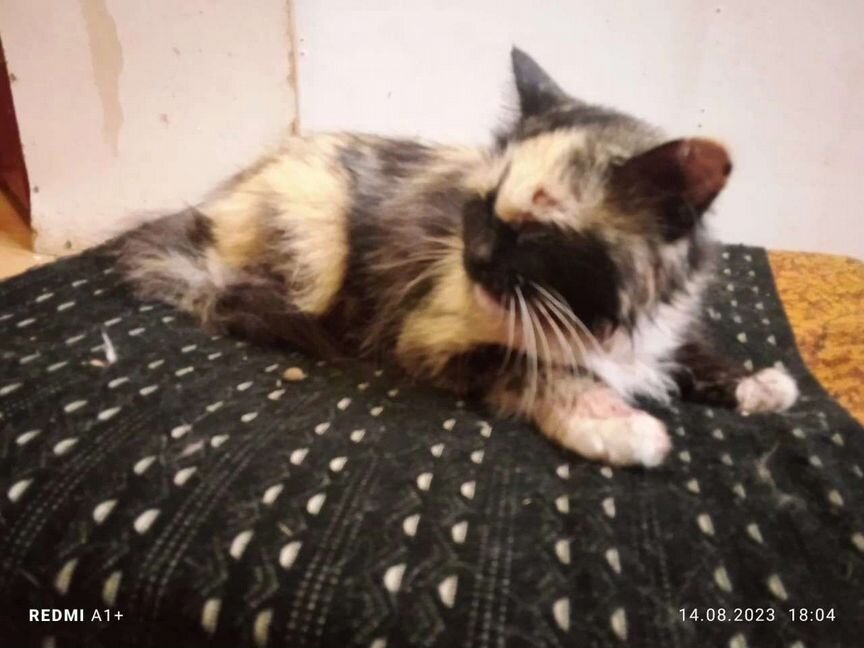 Потерялась