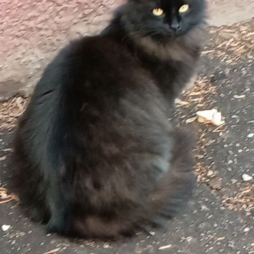 Котик