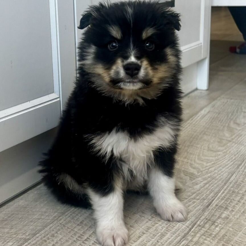 Щенок в добрые руки