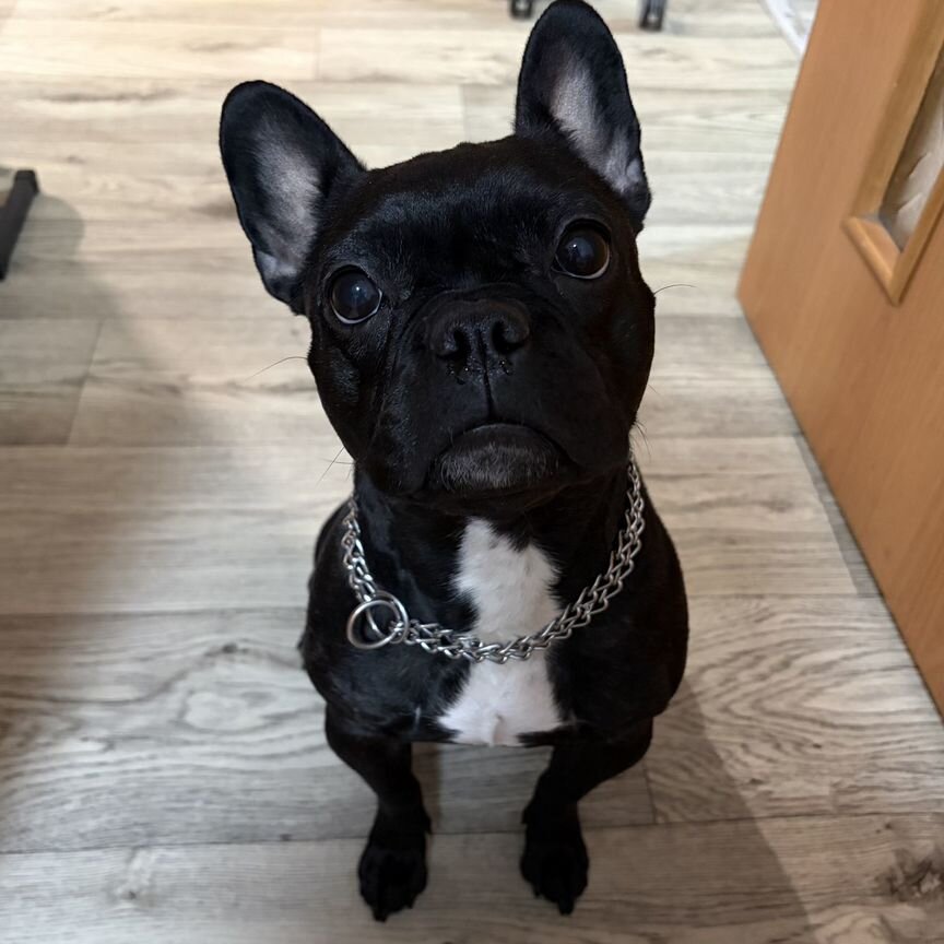 Французский бульдог, взрослая собака