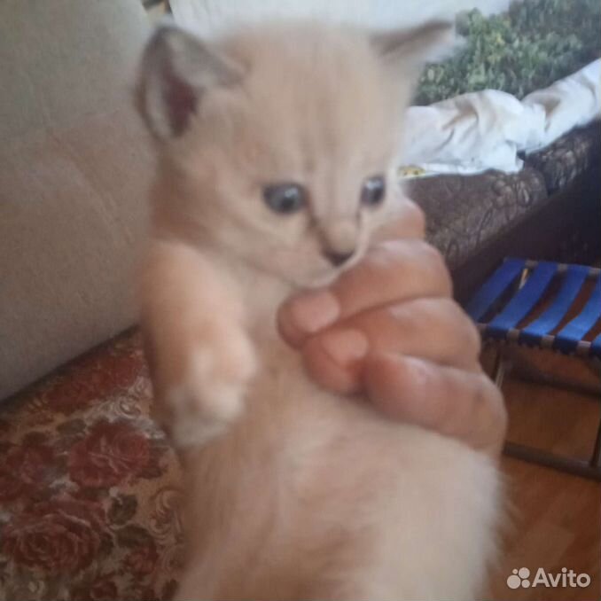 Голубоглазые сеамские котята