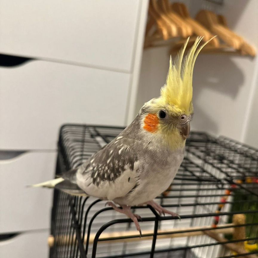 Попугай Коррела Самец