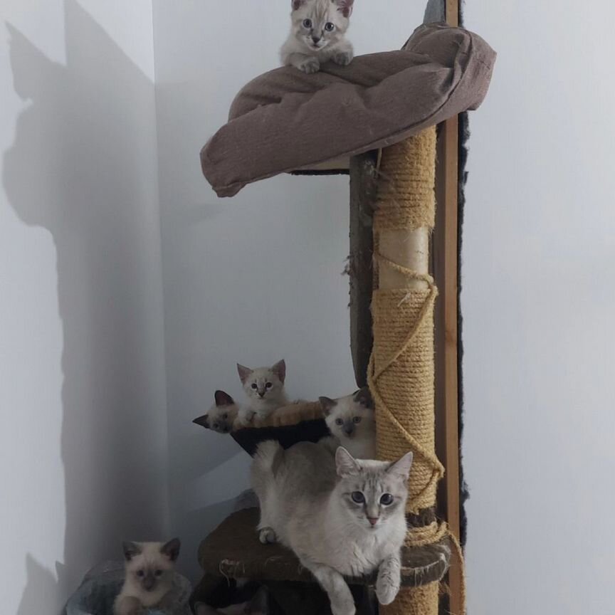 Тайские котята
