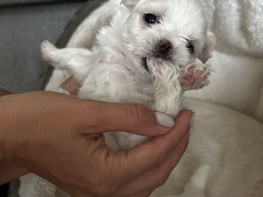 Мальтезе микро