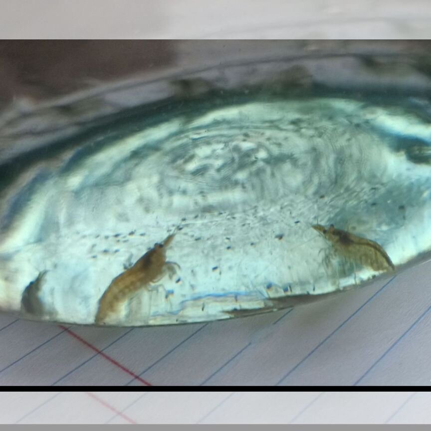 Аквариумные креветки 9 шт