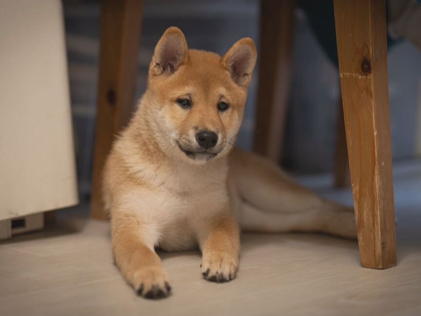 Продается щенок сиба ину