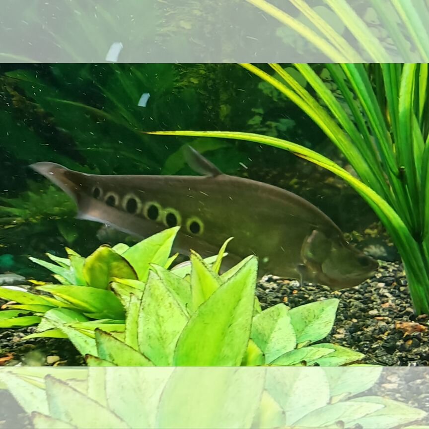 Индийский нож Хитала