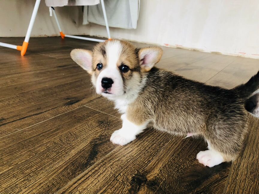 Вельш-корги пемброк