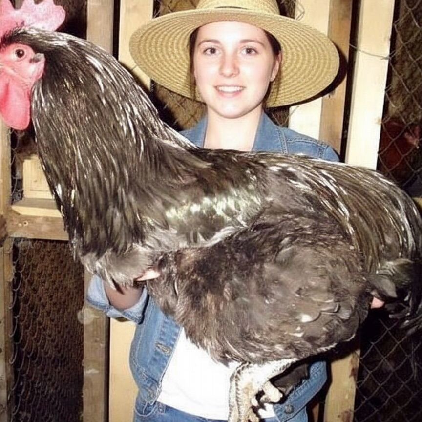 Цыплята недельные и старше