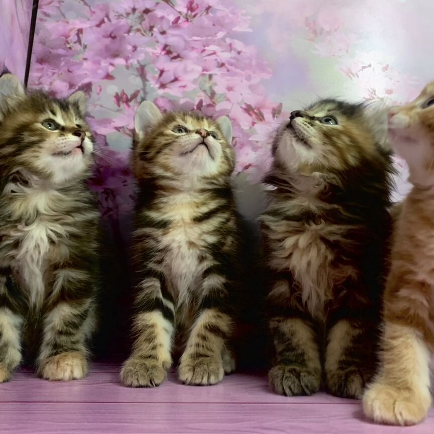 Мраморные котята