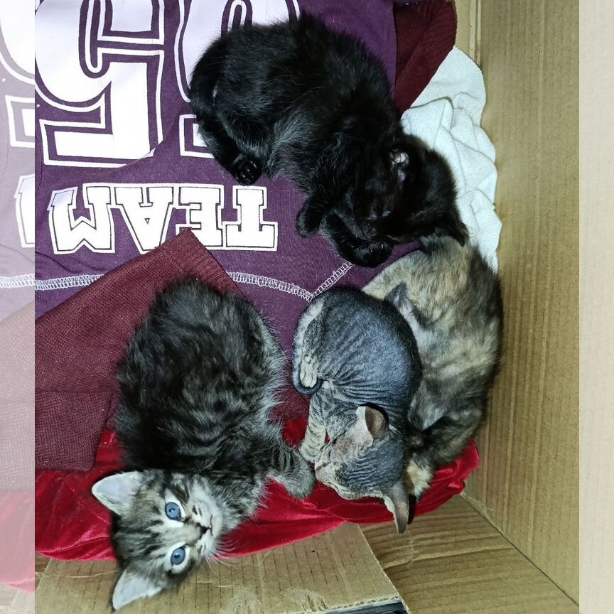 Котята в добрые руки