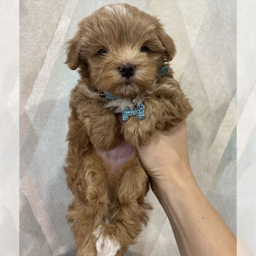 Мальтипу, щенок