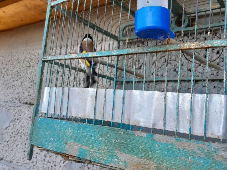 Продам щегла и репла