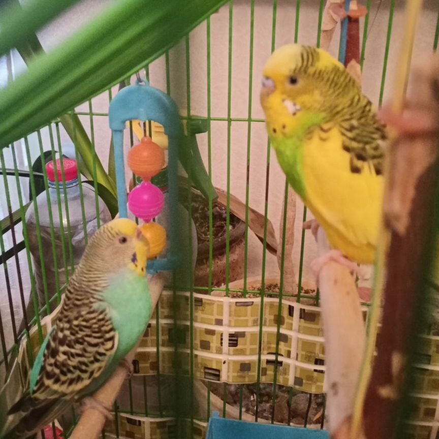 Волнистый попугай