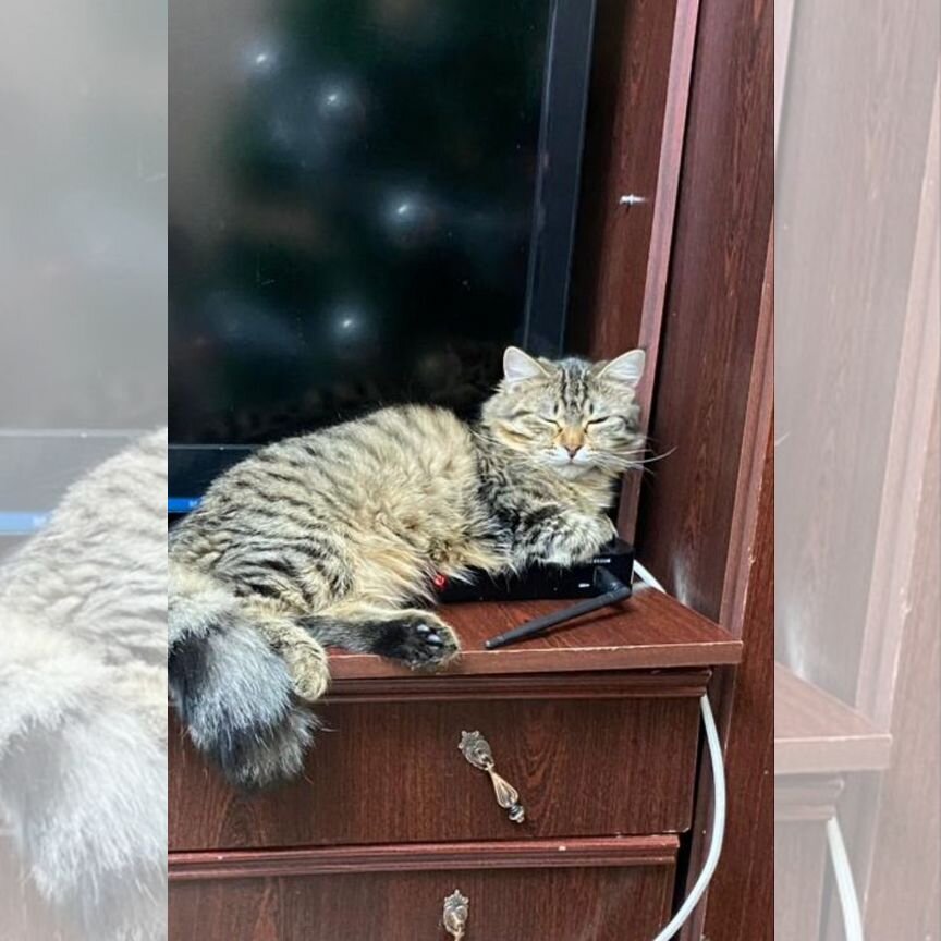 Кошечка подросток, привита, в добрые руки