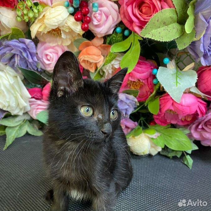 Пушистый позитивчик