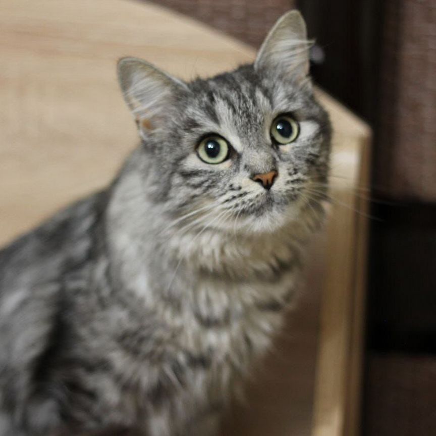 Кошка Фикси мечтает о ласке