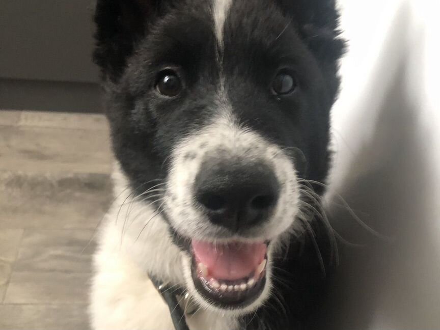 Западно сибирская лайка