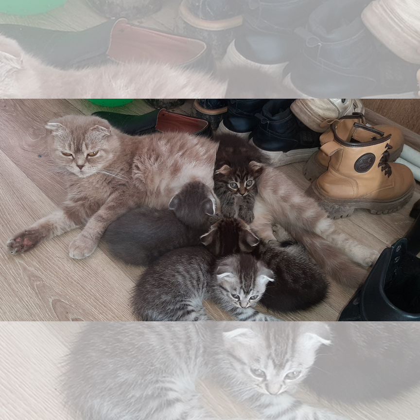 Шотландская