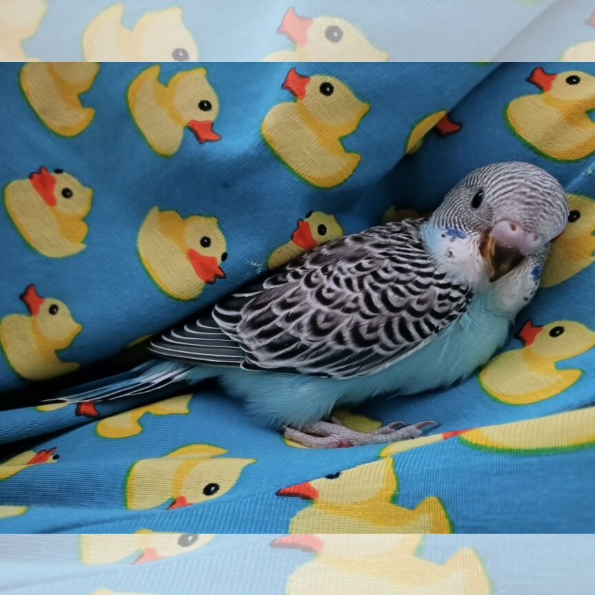 Птенцы волнистиков