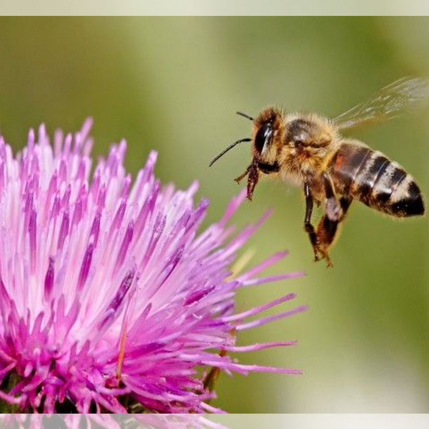Зимовалые пчелосемьи, пчелопакеты, матки