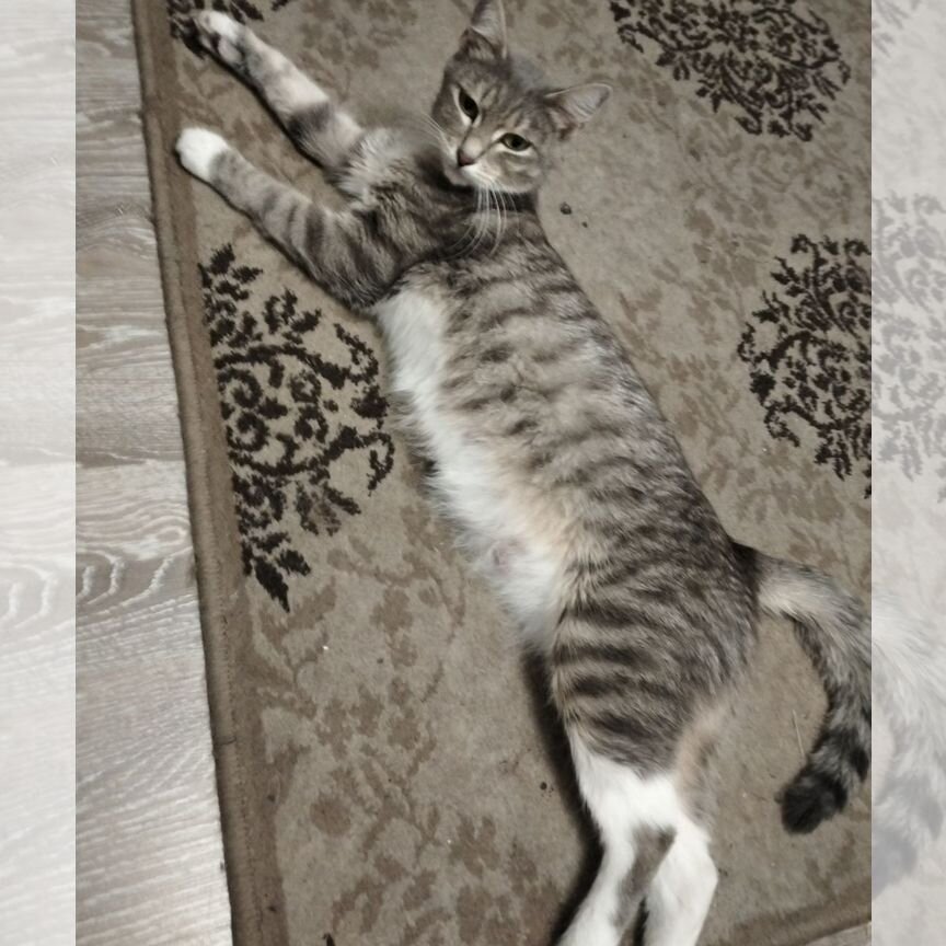Кошка
