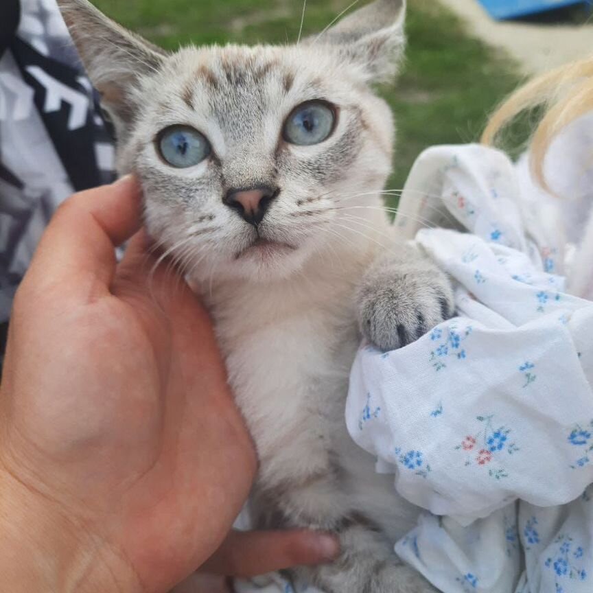 Милый ребёнок ищет дом