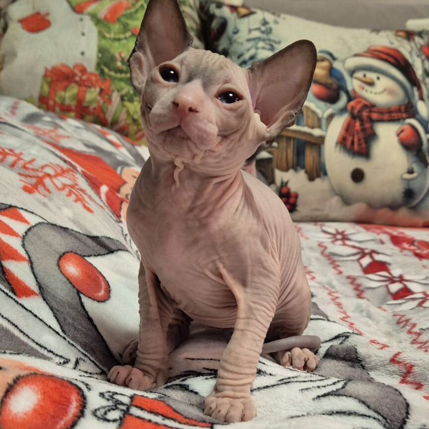 Донской сфинкс котёнок