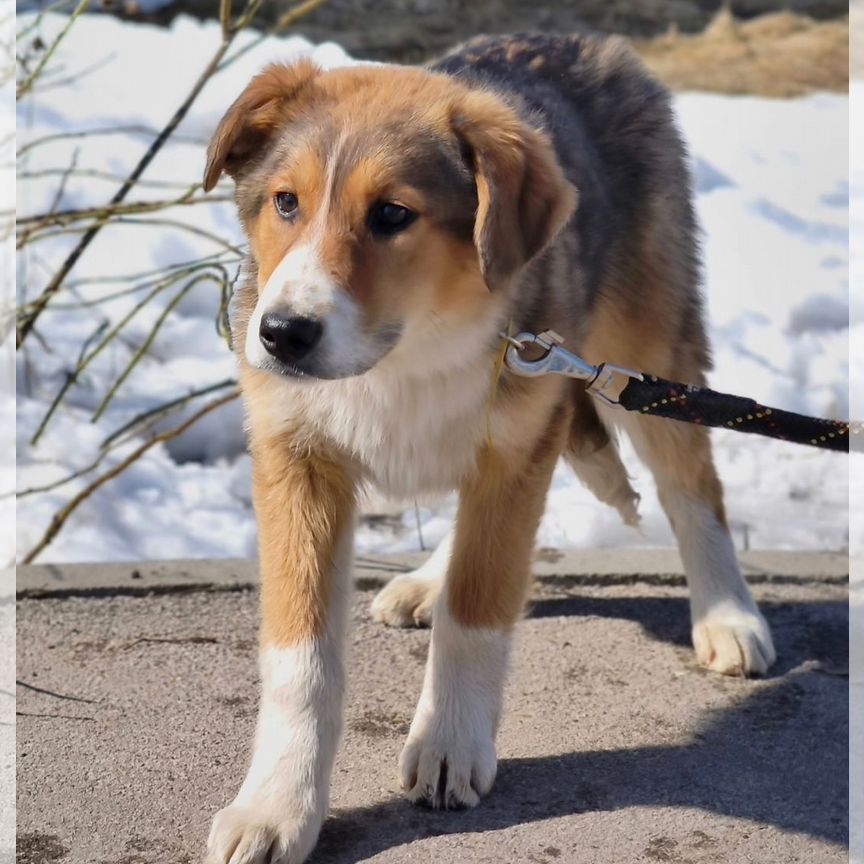 Щенок в добрые руки