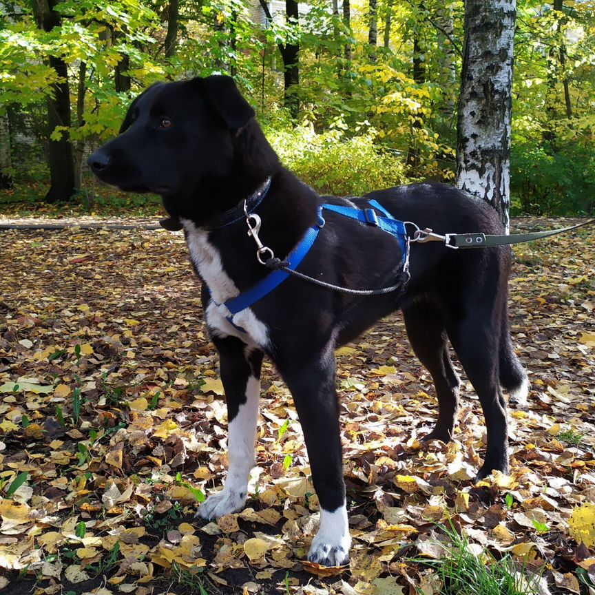 Щенки из приюта: ласковая Ханни в добрые руки