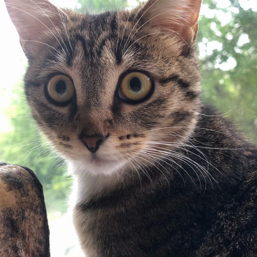 Кошечка