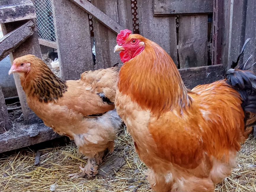 Брама палевая