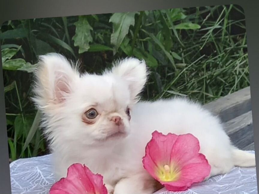 Единственный экземпляр