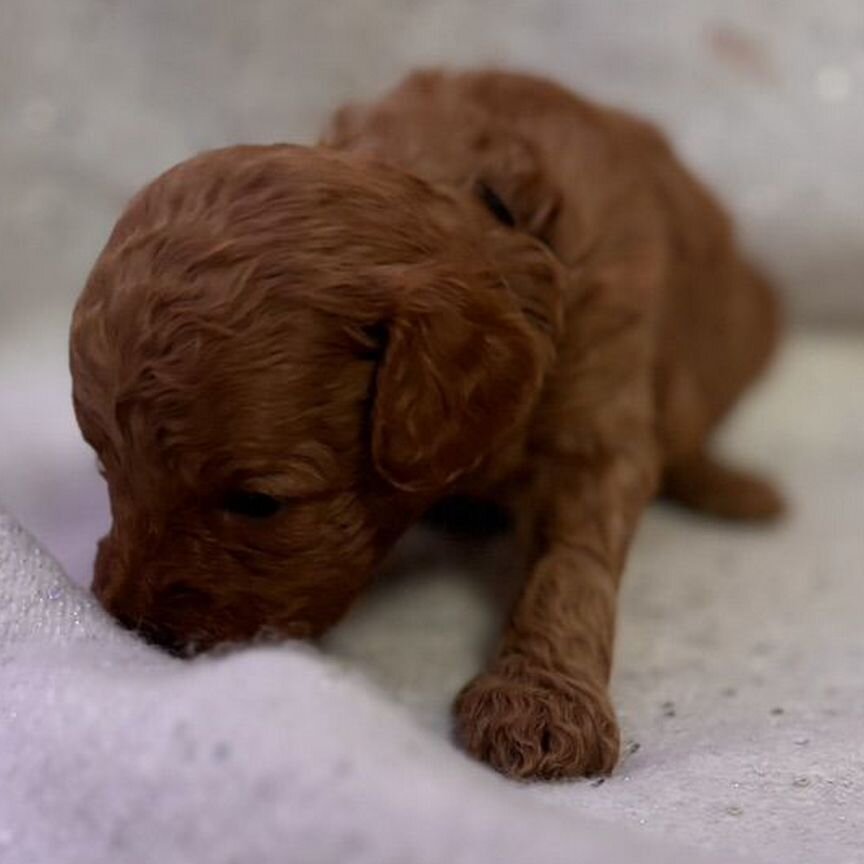 Мальтипу, щенок