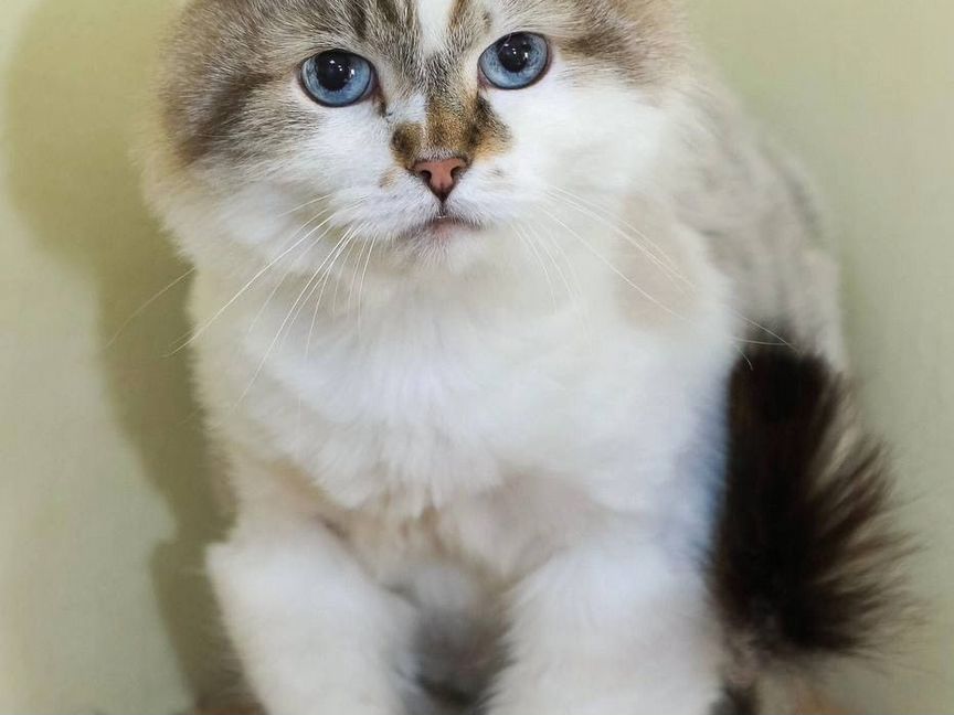 Шелли (кот)