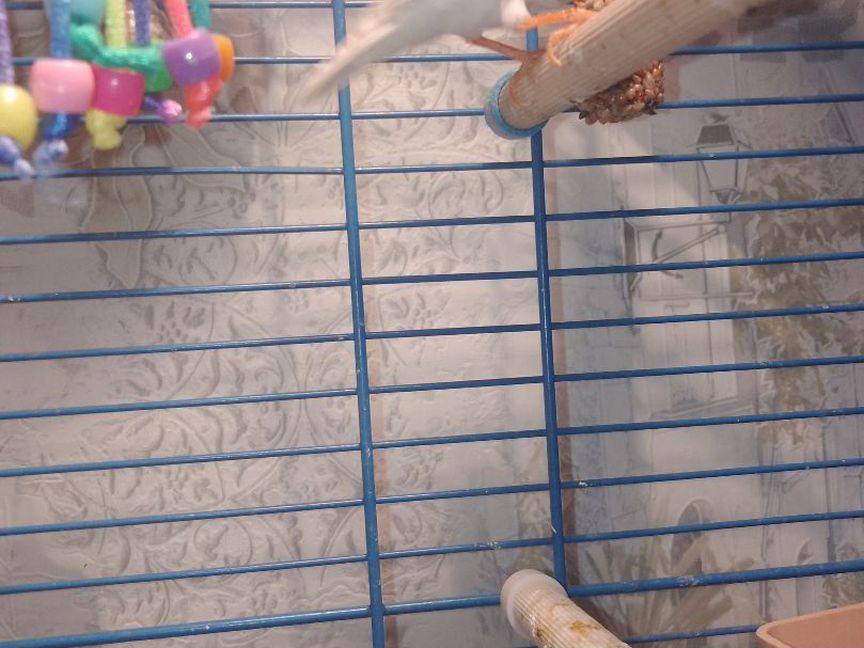 Зебровая амадина