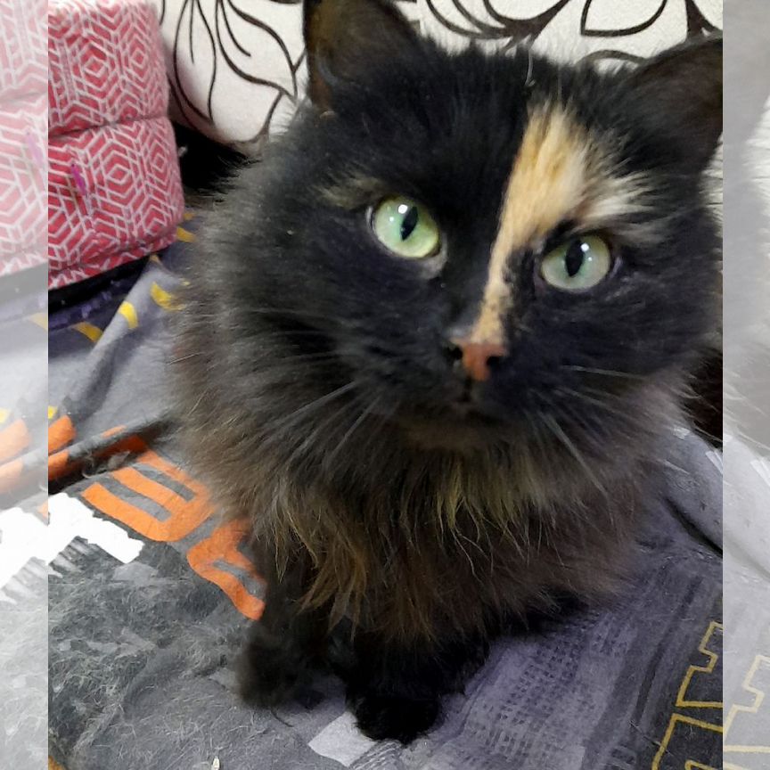 Взрослая, кошка в добрые руки