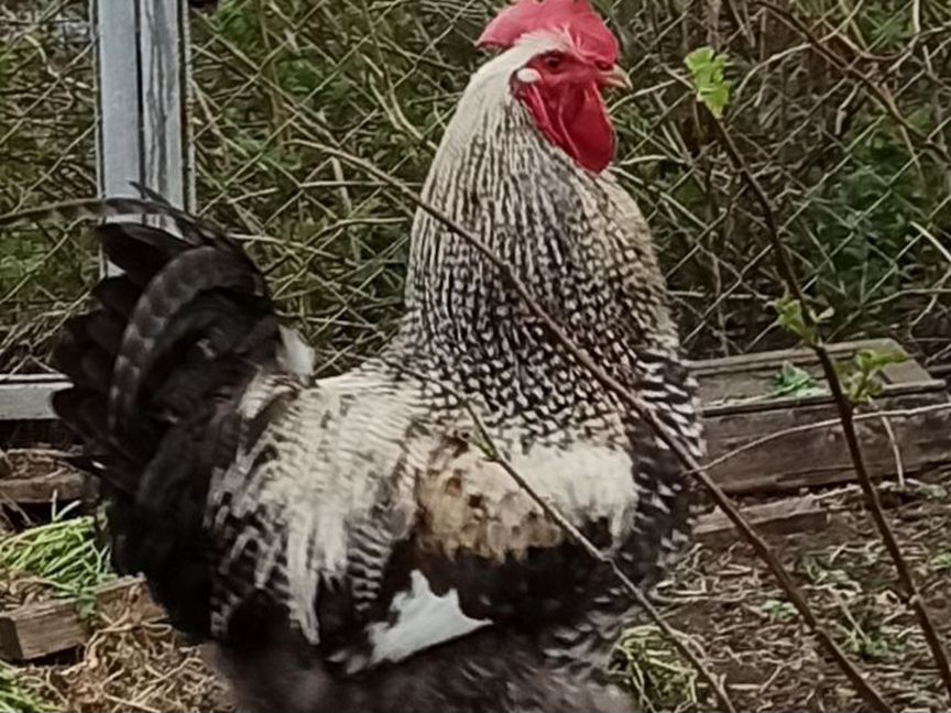 Петухи деревенские