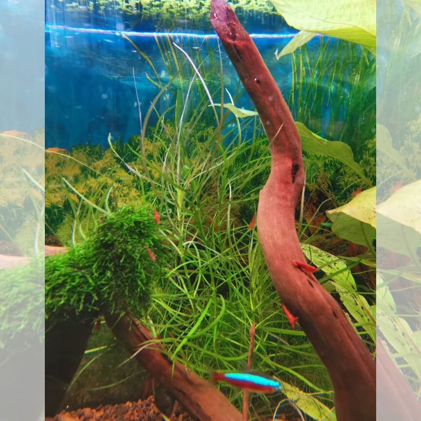 Аквариумные растения