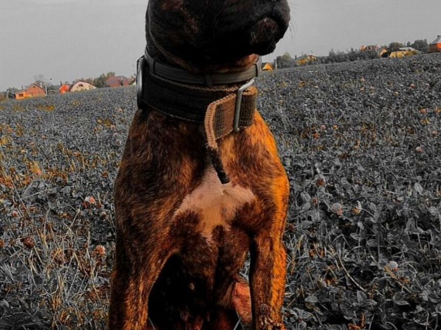 Щенки питбультерьера