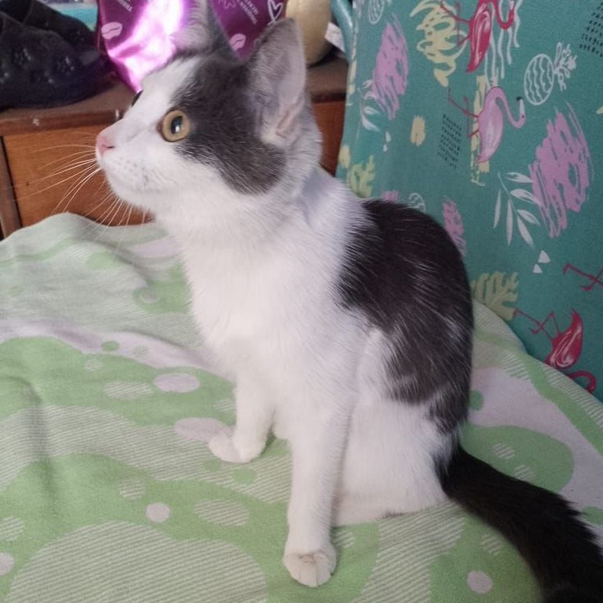 Отдать котенка