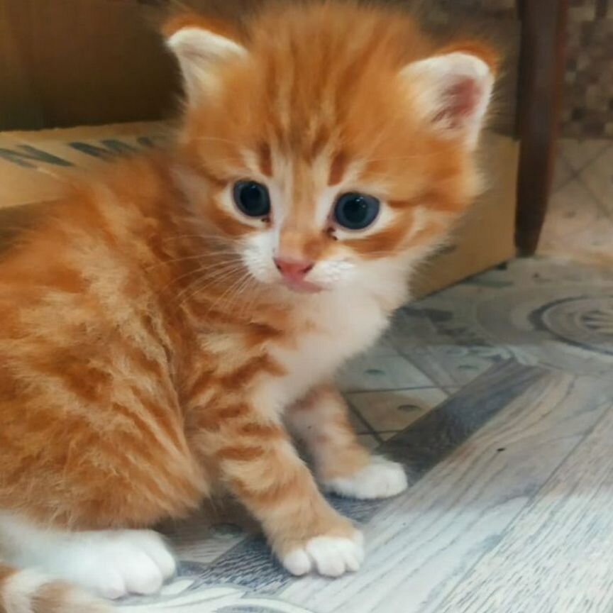 Рыжий- рыжий котенок