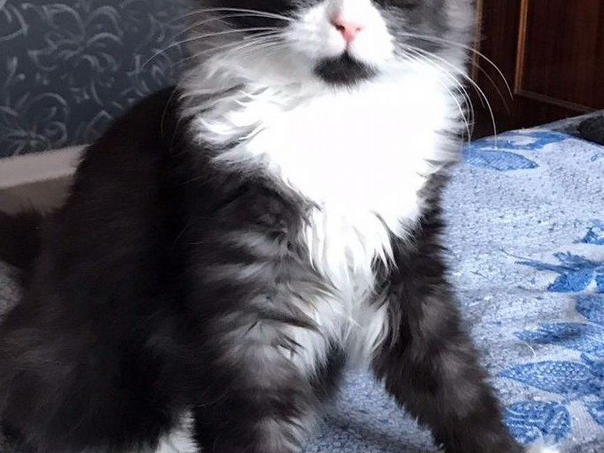 Красавчик котик Мишаня в добрые руки