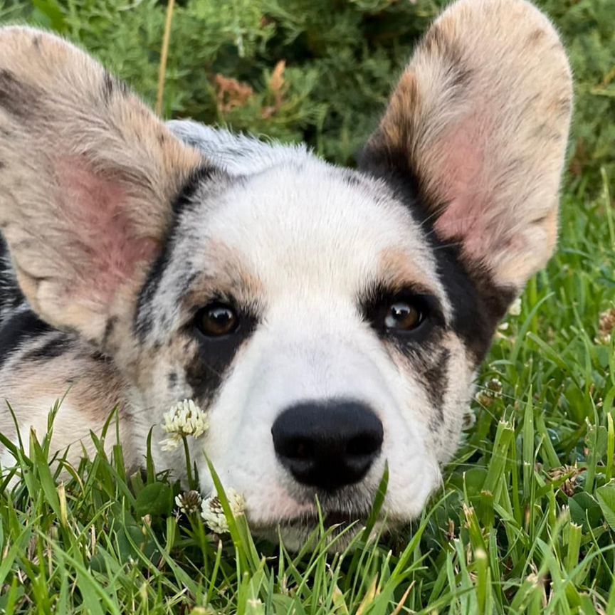 Вельш корги кардиган РКФ